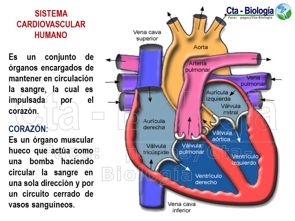 Biología didáctica: Ingeniería ANA 4 - Sistema Cardiovascular
