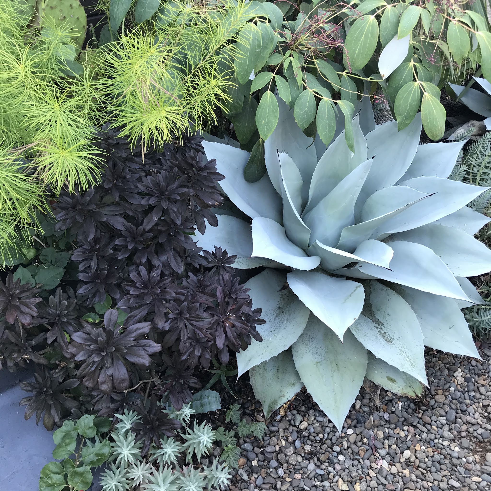 danger garden: A couple of late summer garden vignettes