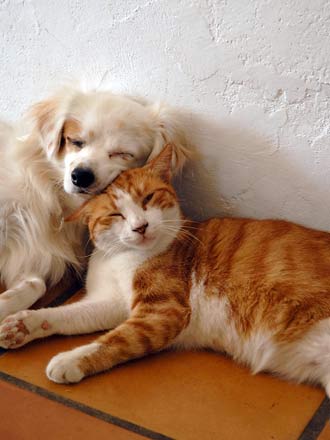 ANIMALS TIME : Cats and Dogs time (hora de Gatos y perros) Gallery 18