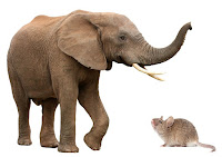 Animal World: Are Elephants Afraid Of Mice?