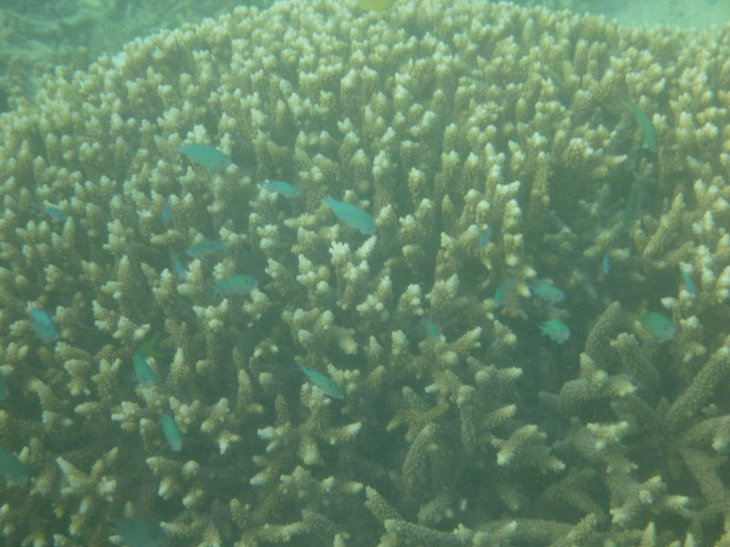 Around the world with Rebecca: Wilson Island, Great Barrier Reef ...