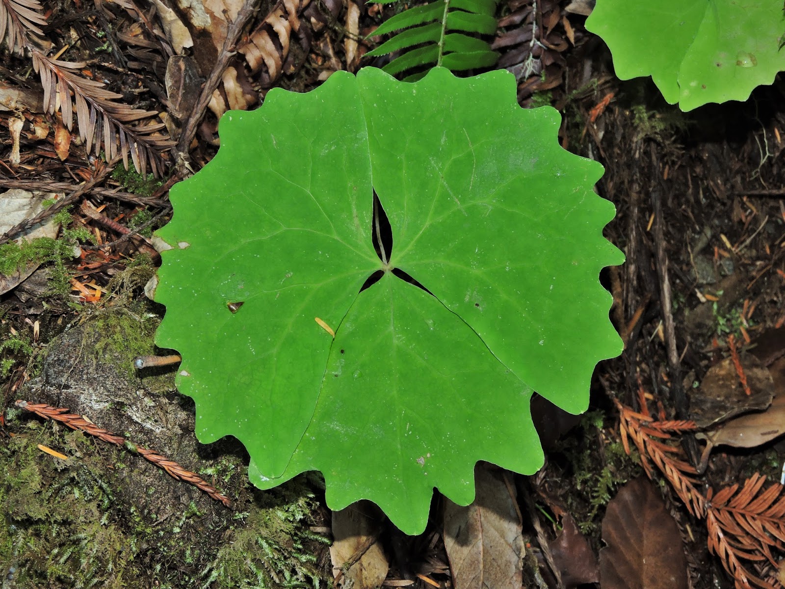 The Amateur Anthecologist: Stout Grove, an Adventure in Botanical Geekery