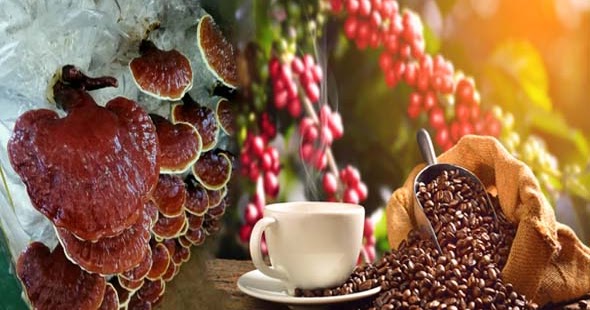 La importancia de consumir Café con extracto de Ganoderma