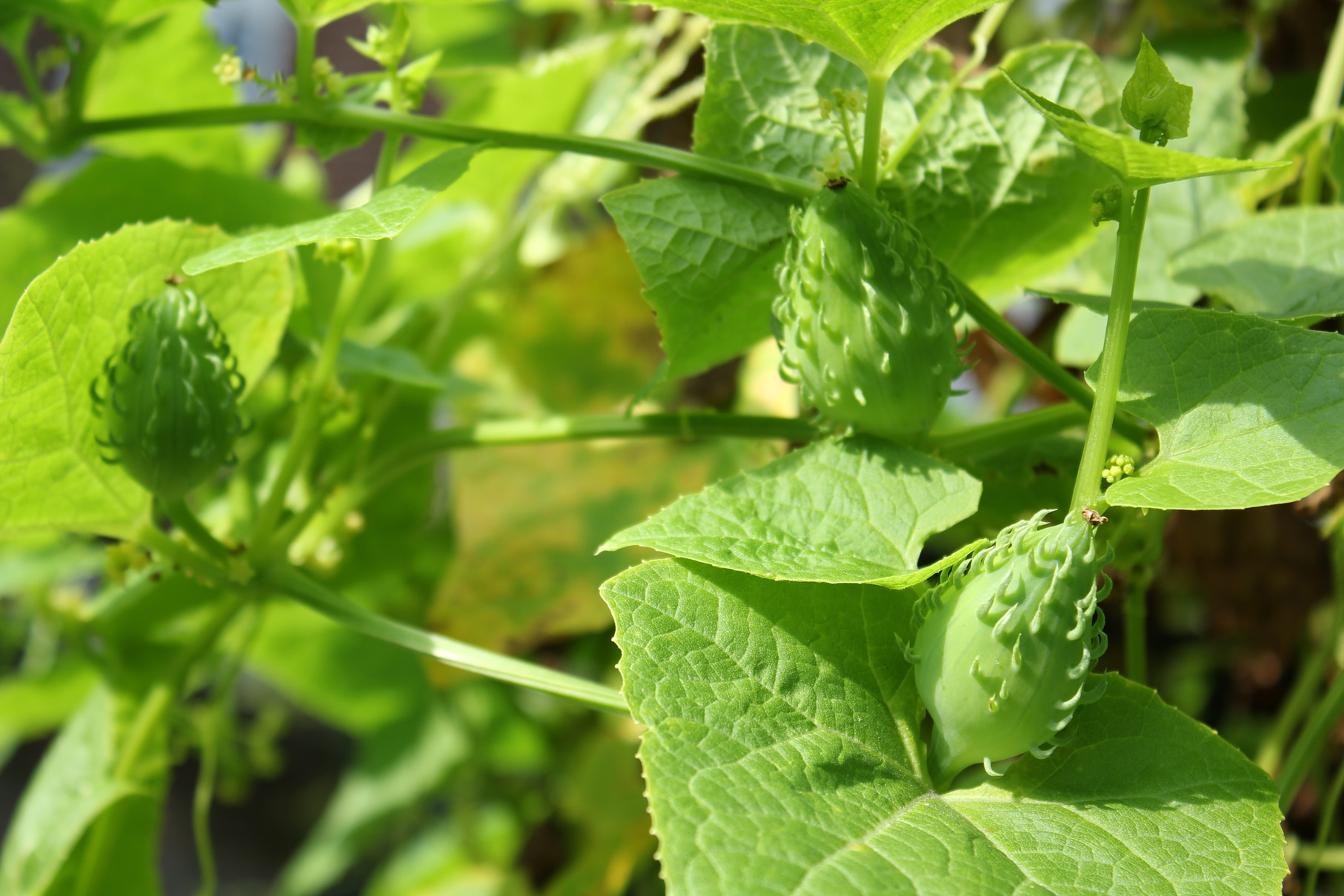 The Urban Veg Patch: I've been eating Fat Babies (or everything you ...