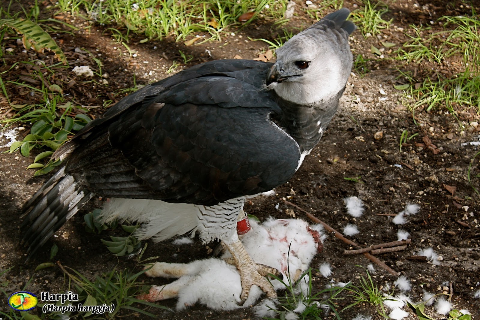 ORNITOLOGIA: Harpia (harpia harpyja)