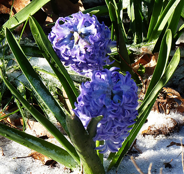 High Altitude Gardening: Bulbs, Bears and the Ice Storm