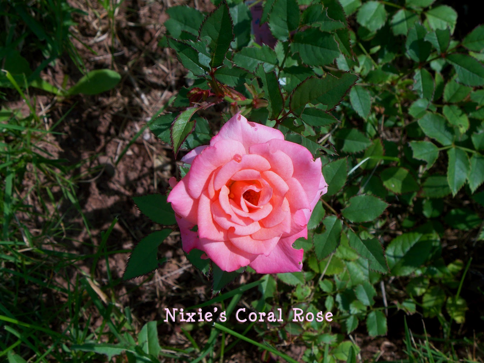Our Souls Journey: On Her Birthday Her Coral Rose Bloomed