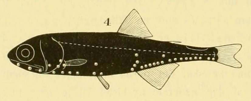 Artes de Pesca: ACTINOPTERYGII