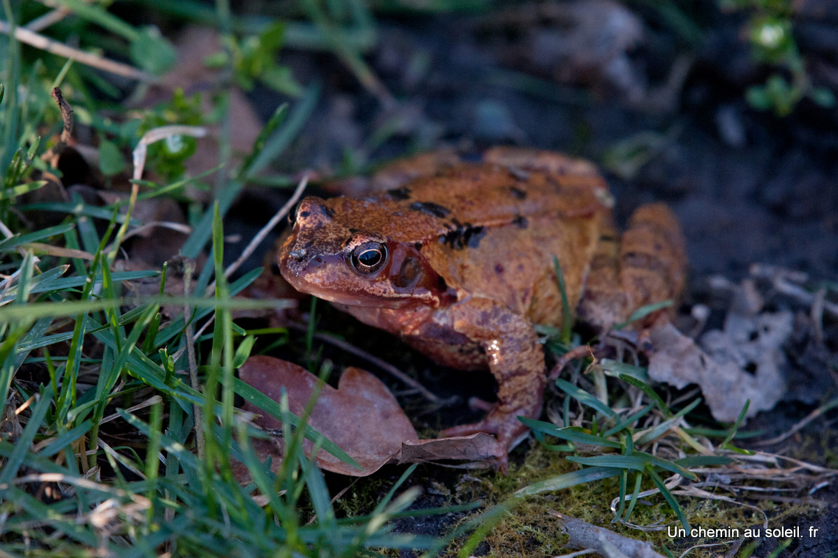 Un chemin au soleil: Les batraciens sont de sortie