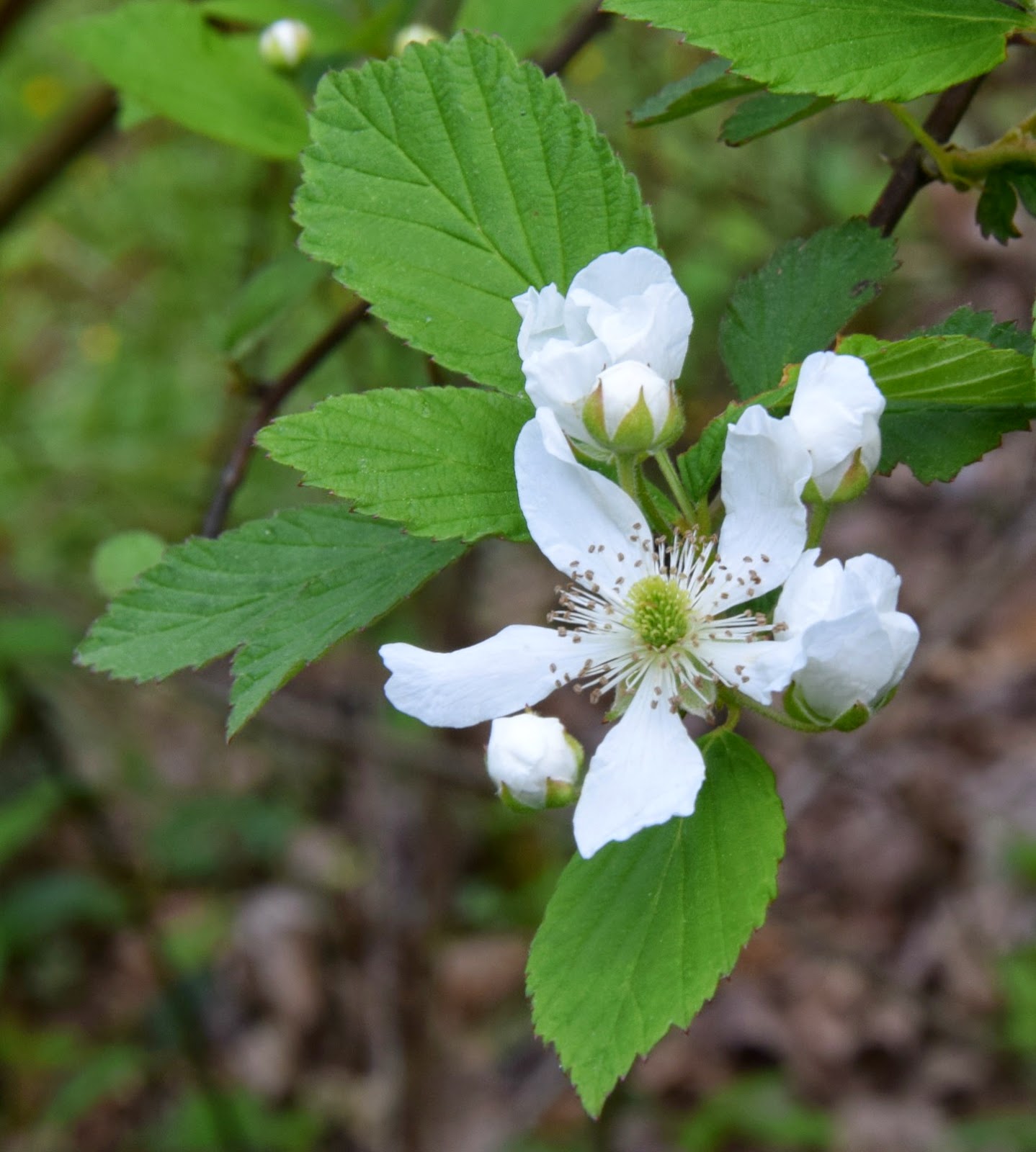 Using Georgia Native Plants: Roses and Raspberries