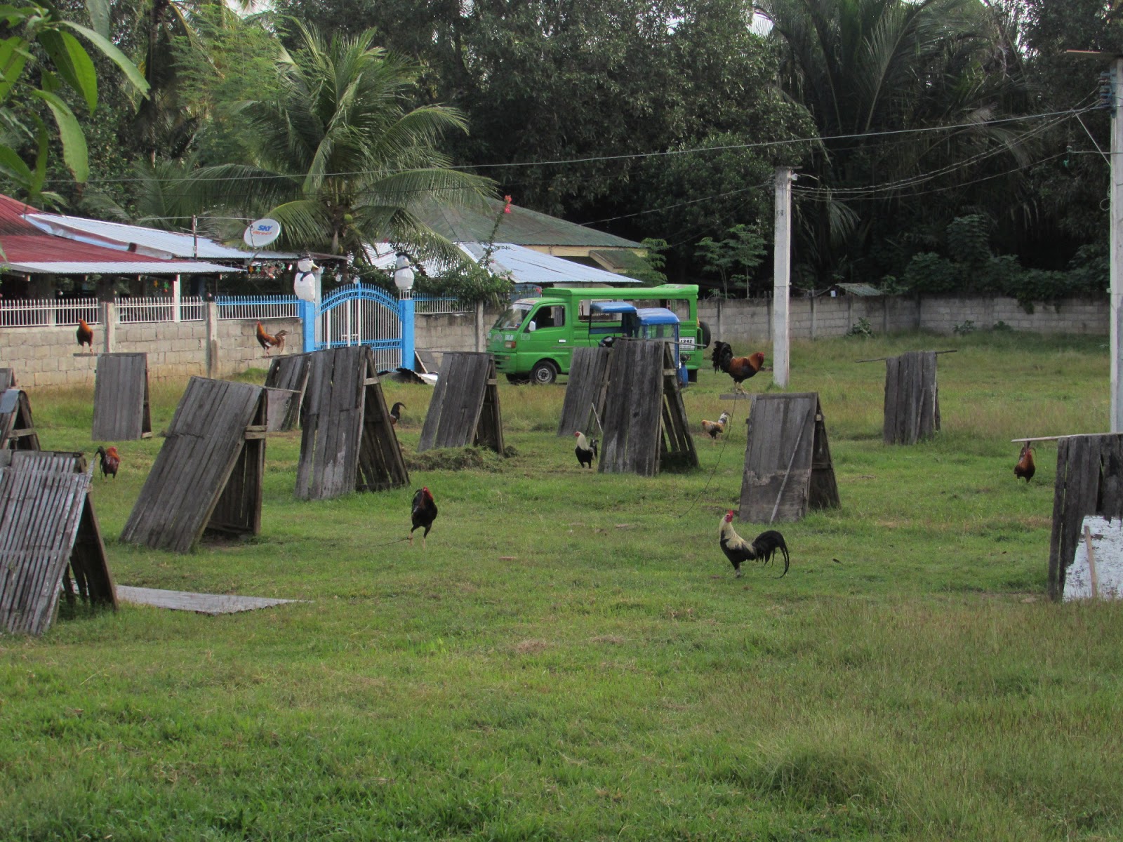 Sorry,all the clever names are taken.: Roosters