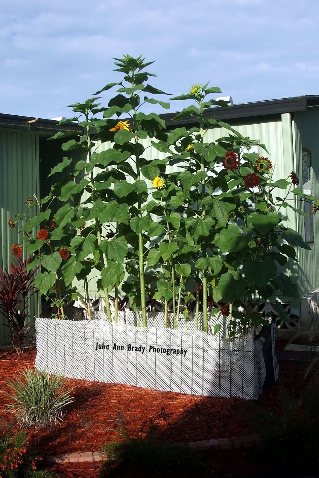 Julie Ann Brady : Blog On: Russian Mammoth Sunflowers