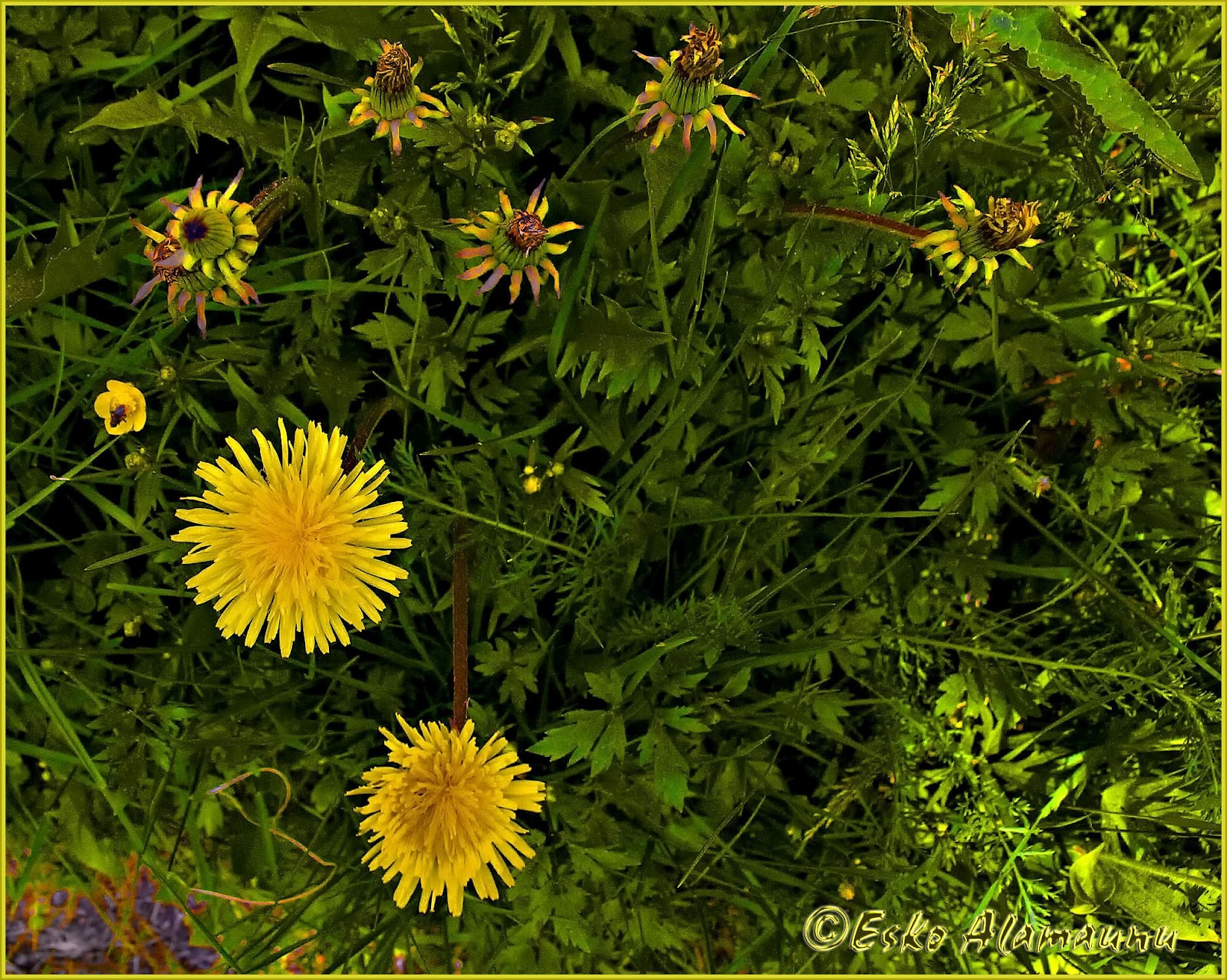 Eko-Kuvia: Voikukka...