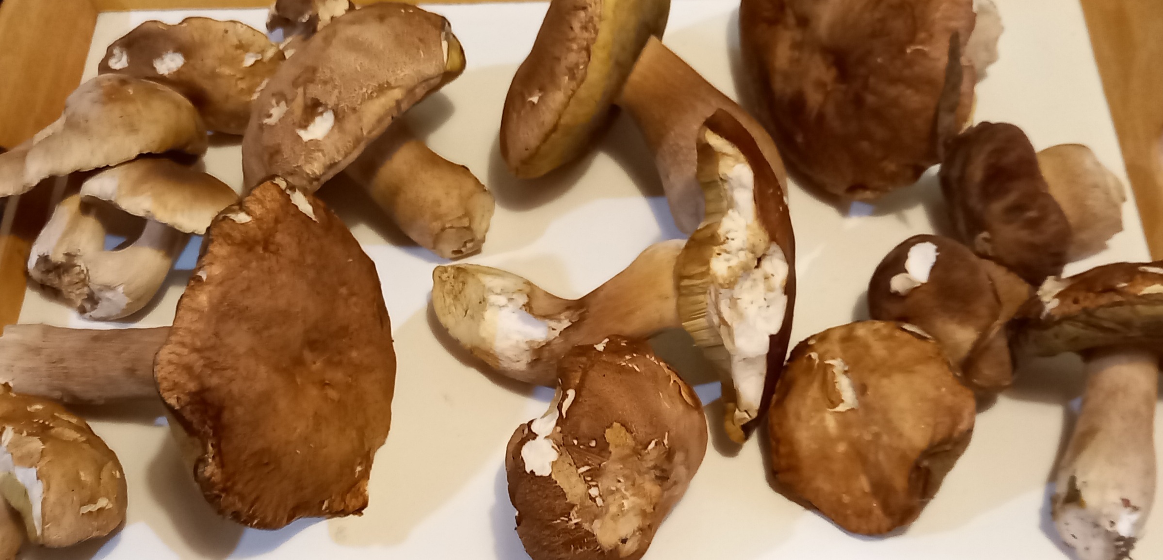 Esperaza Follies: Season of the cepes