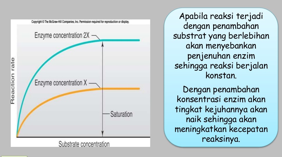 BIOLOGI GONZAGA: ENZIM METABOLISME