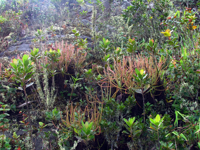 Droseras Brasileiras - Drosera magnifica