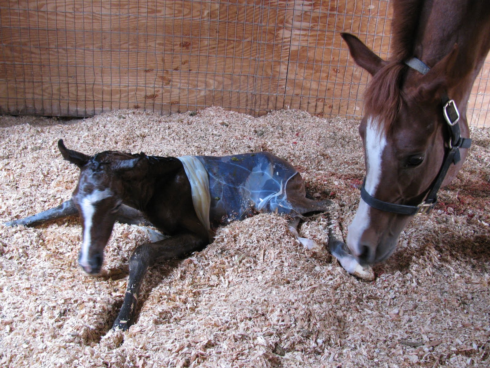 High Desert Veterinary Tales