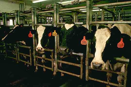 Everybody's Earth: Influential Issue: Factory Farming