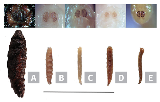 What is Myiasis (Maggots) in Dogs? Reasons, Symptoms, Diagnosis ...