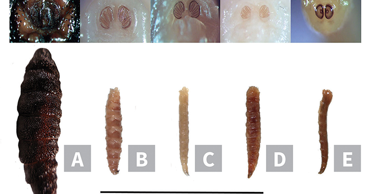What is Myiasis (Maggots) in Dogs? Reasons, Symptoms, Diagnosis ...