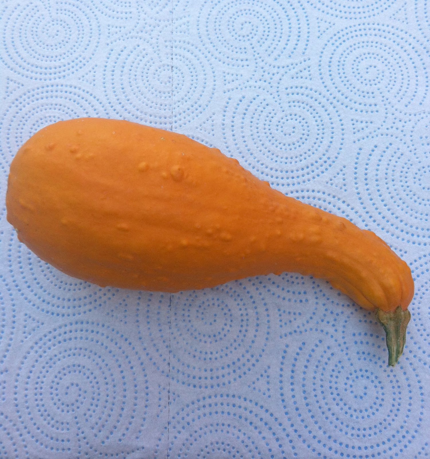 Nifty Thrifty Bits: Seed Saving: Harvesting Heirloom Yellow Crookneck ...