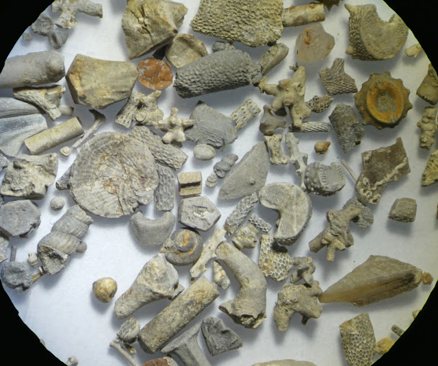Microfossil Slides I : Collecting to Mounting