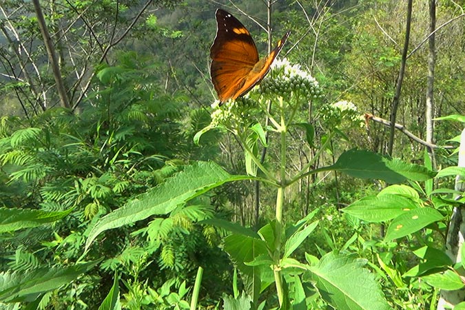 Kemitip (Austroeupatorium inulifolium)