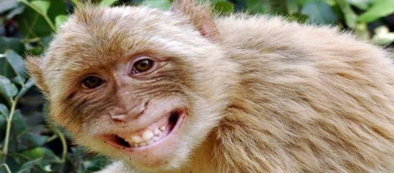 ΛΕΥΤΕΡΙΑ: Μαϊμούδες επιτέθηκαν και «κατέλαβαν» χωριό (φώτο)