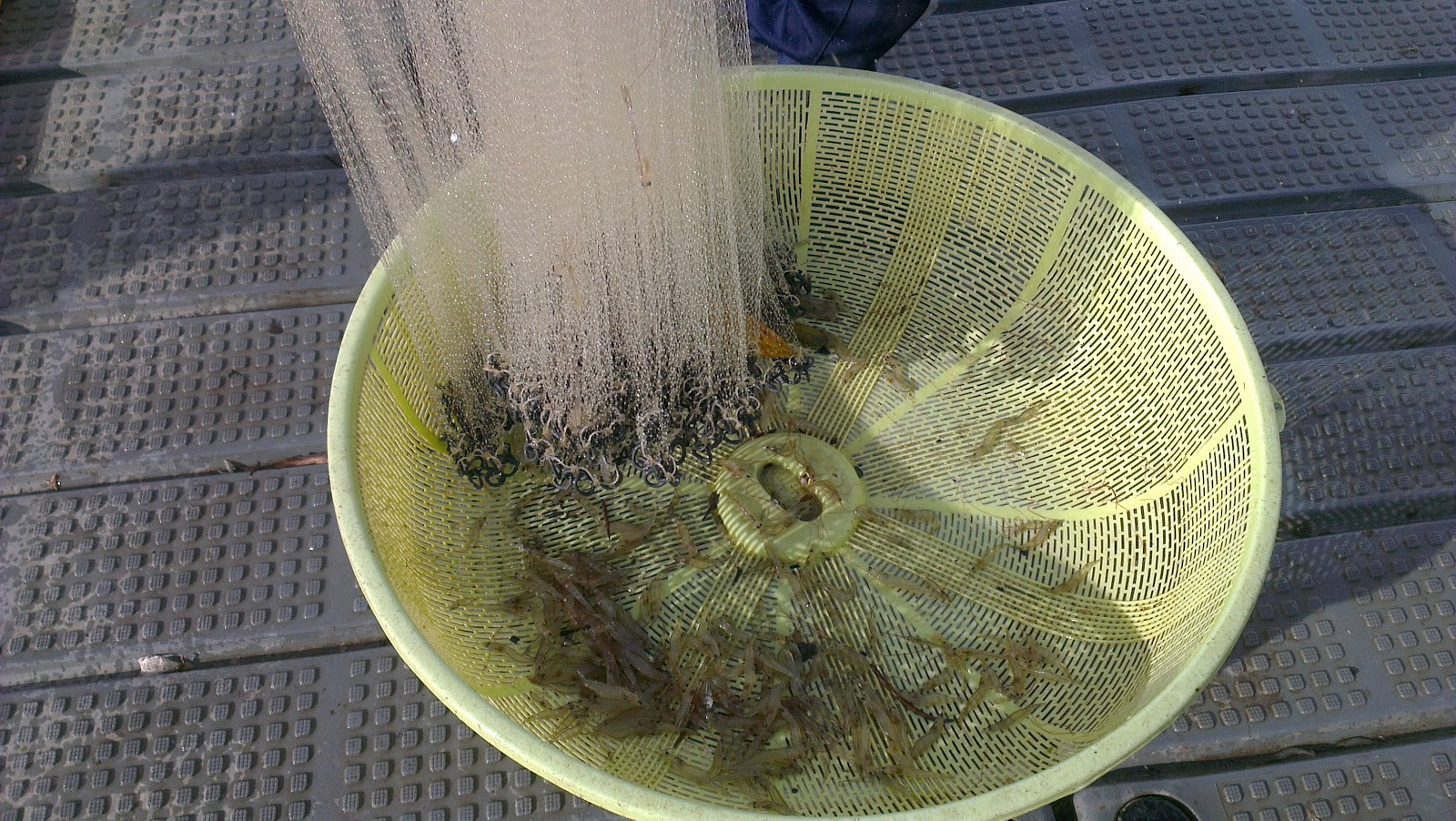 Kung's Cooking: Kampung ku - Semeling Jetty