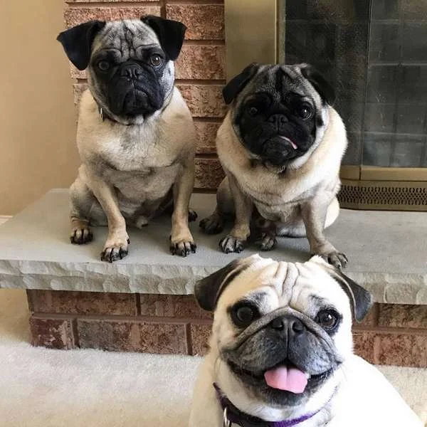 Uncovering the Most Common Health Problems in Pugs: What You Need to ...