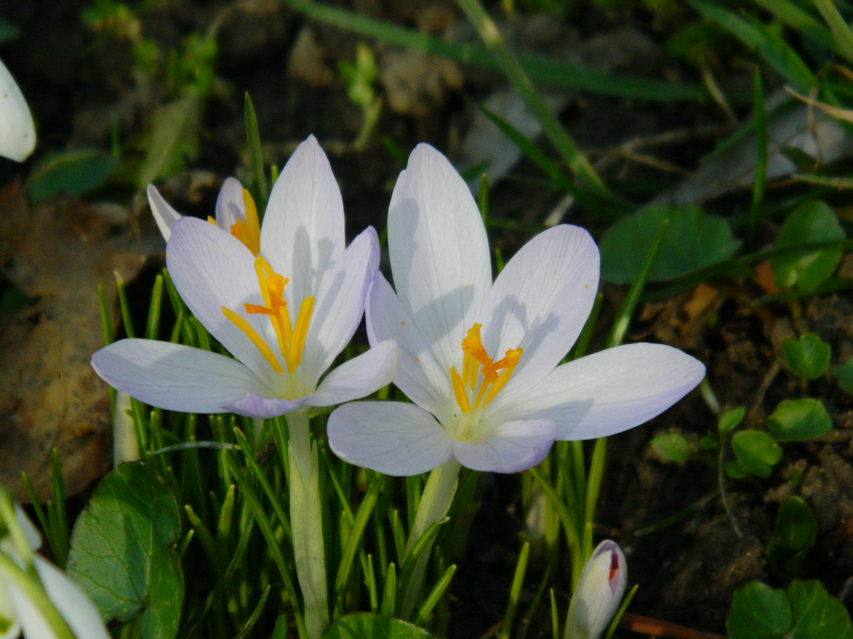 LA MULTI ANI, ROMANIA!: Primele branduse