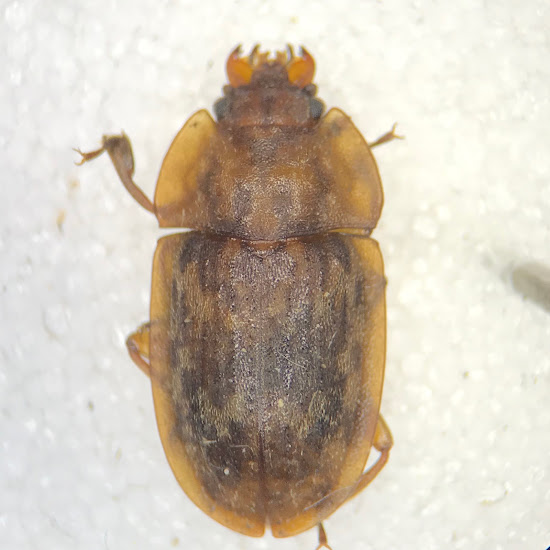 The Fifth Beetle: A new nitidulid