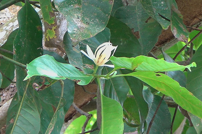 White champaca (Magnolia alba)