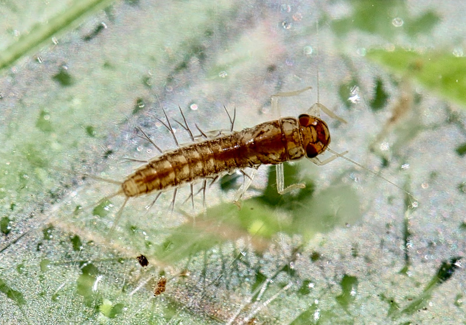 Aquatic Insects of Central Virginia