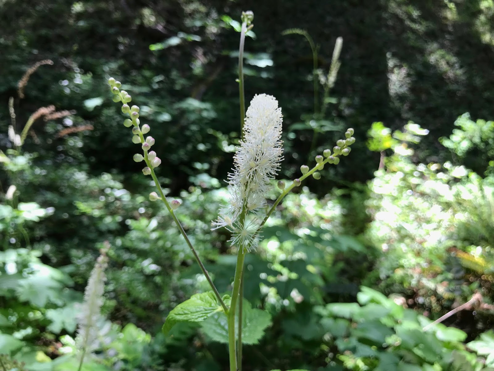 The Siskiyou Crest : June 2020