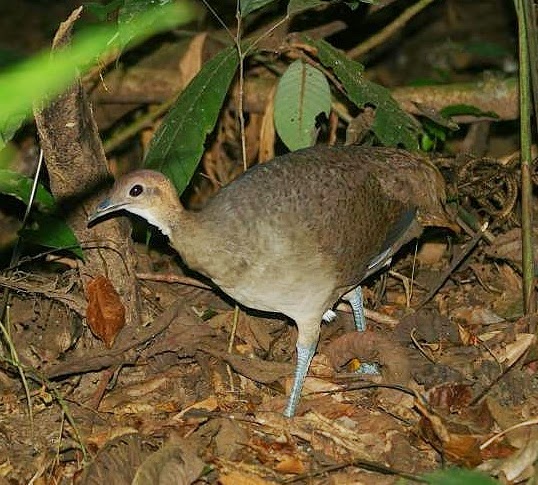 Birds of the World: Great tinamou