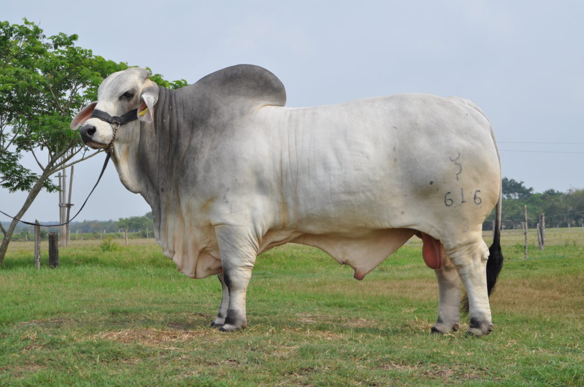 Pampas y gauchos. El vacuno en Argentina.