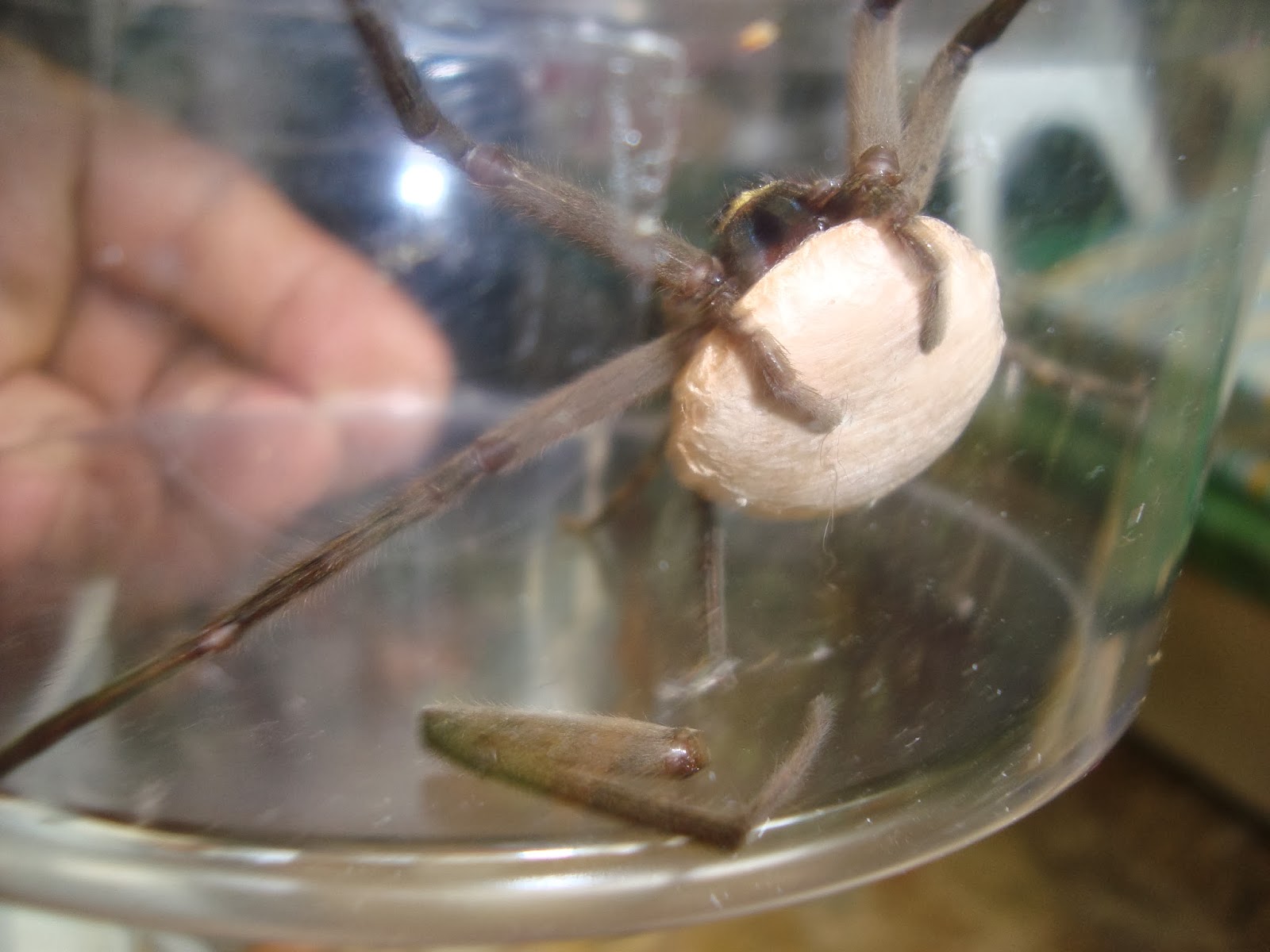 Naturalism - the Eighth Sense: Wolsey Spider - the friendly house spider