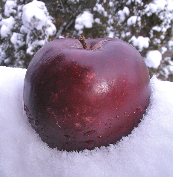 Small Milestones as the Year Turns - Adam's Apples