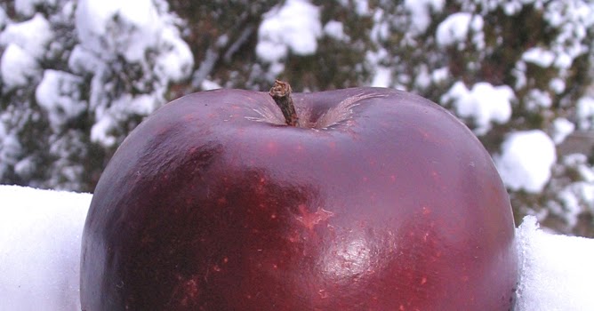 Small Milestones as the Year Turns - Adam's Apples