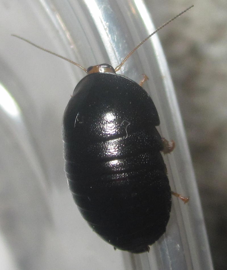 Invertebrate Dude: Perisphaerus punctatus: New Roly Poly Roaches!!!