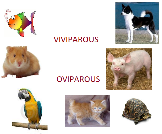 REINA SOFÍA PROYECTO BILINGÜE: Viviparous and oviparous animals