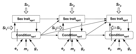 Synthetic Daisies: A Constructal Approach to Evolution: how "physical ...