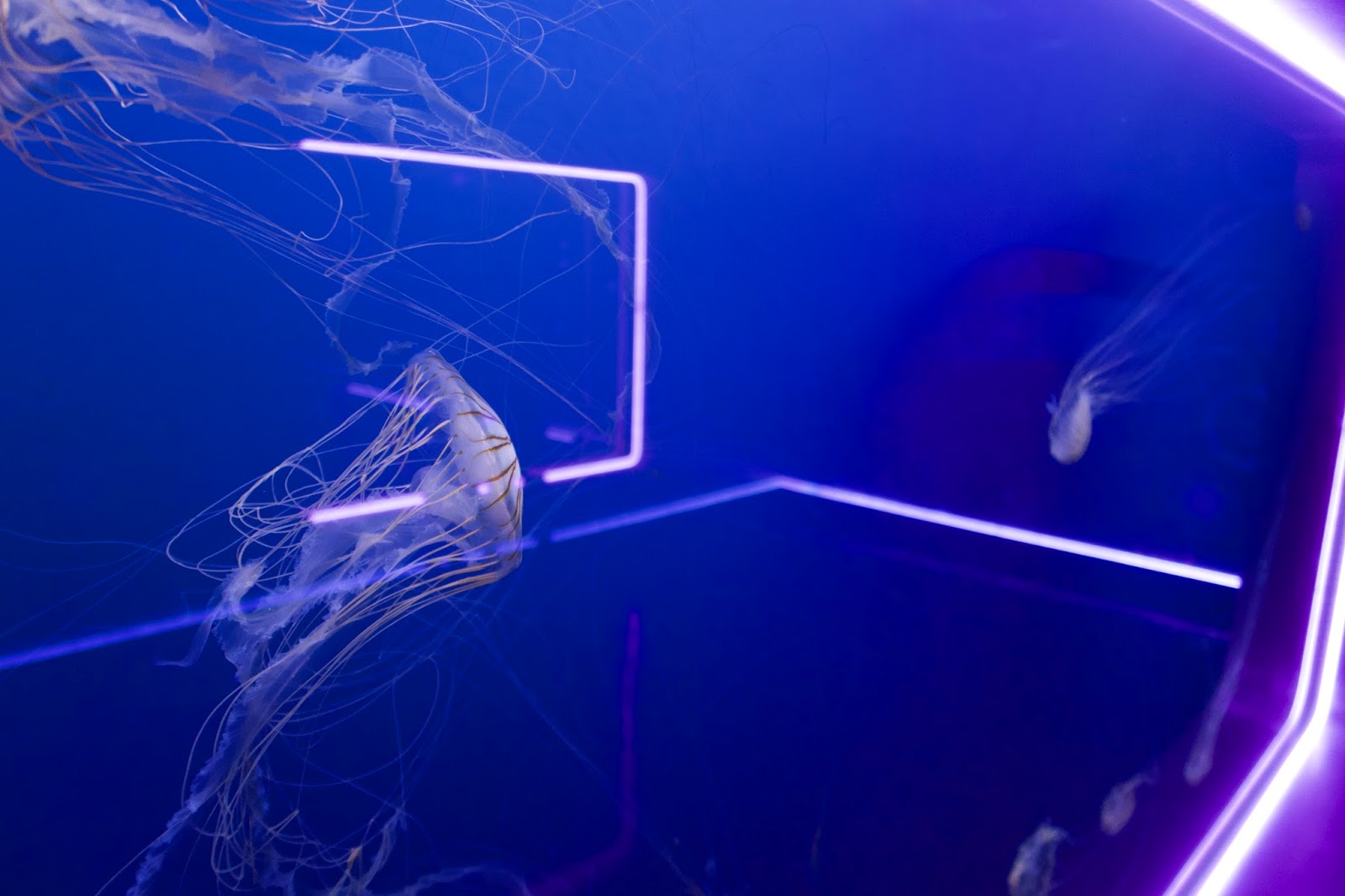 Ocean Invaders at the Sealife Aquarium London | Kerry Louise Norris