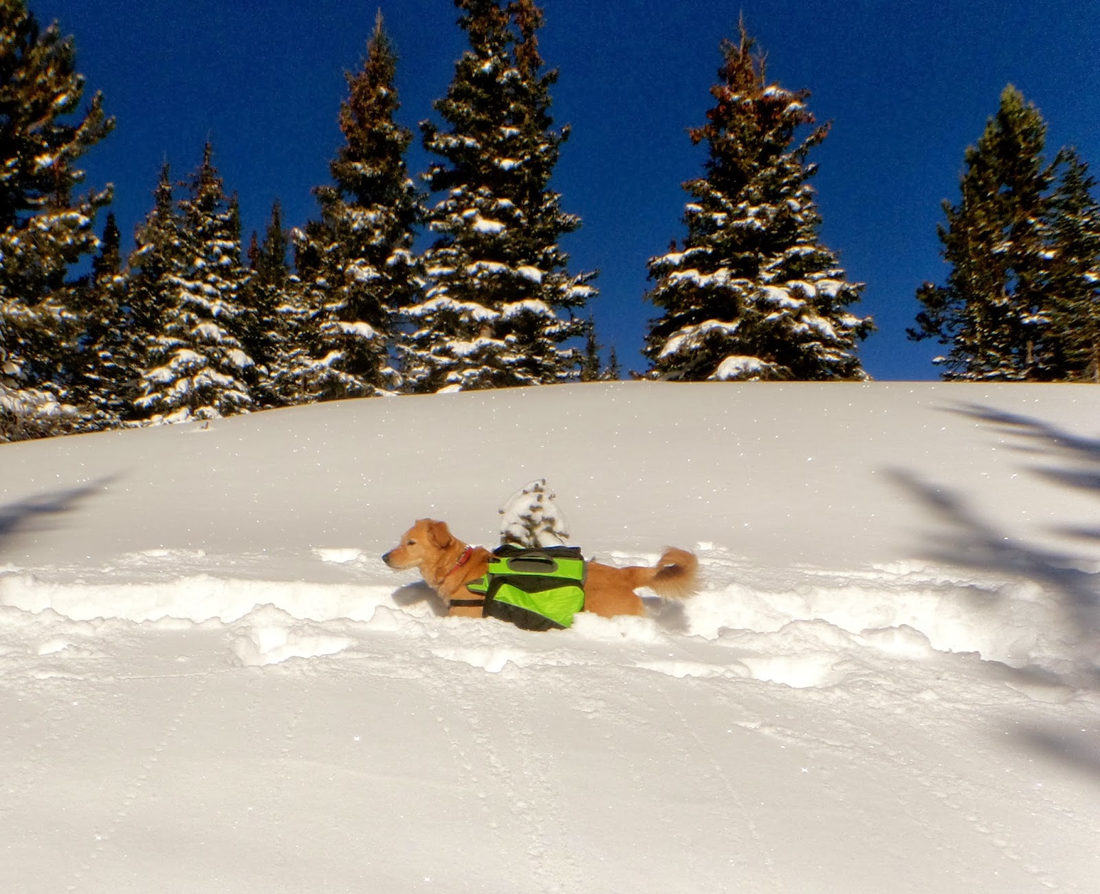 The Adventures of Oslo & Greg: Day Trip to Peter Rabbit Hut