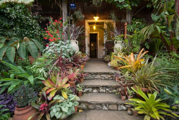 paradis express: The Exotic Garden Blog