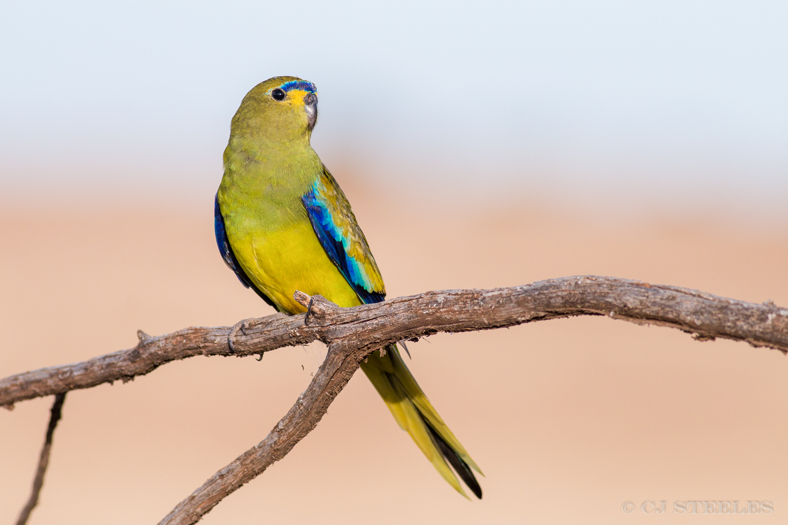 Of Potato weed and Elegant Parrots....