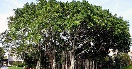 Mitos dan Lagenda Nunuk Ragang - ada