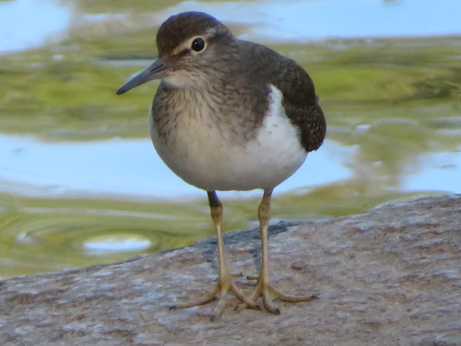 Seijan luontokirja: Rantasipi