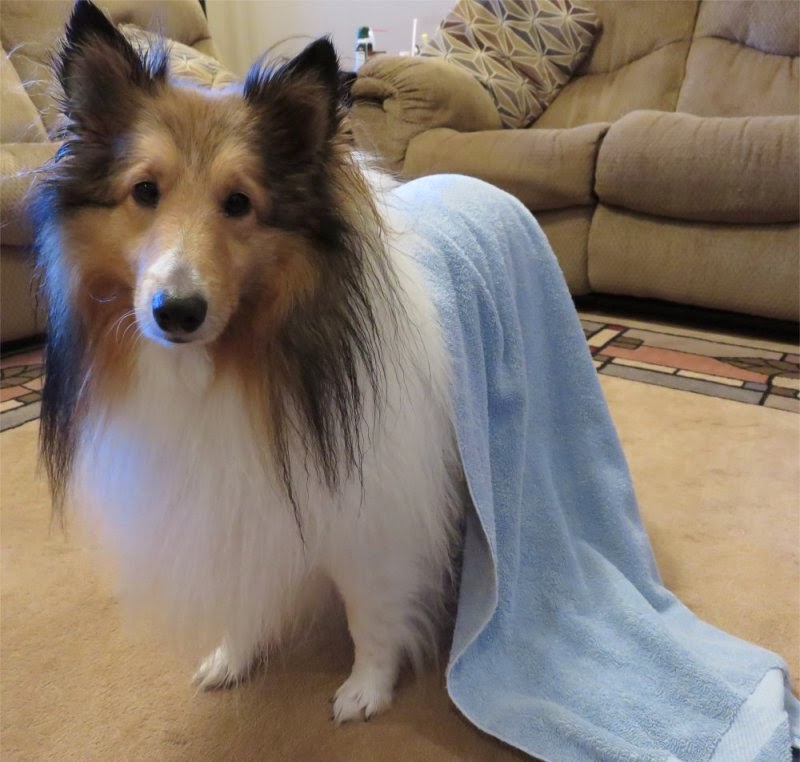 Cowspotdog: Viva La Dog Spa Review